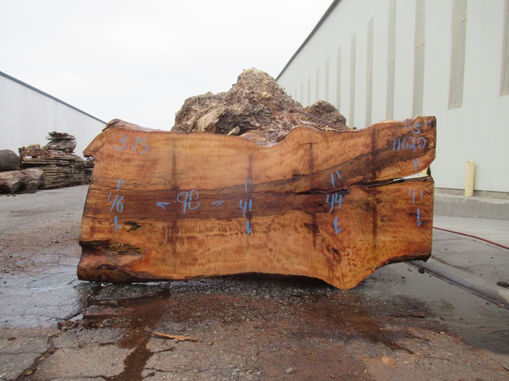 Mango Slab Tag #11620 3.75x43x98 – Black Forest Wood Co.